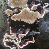 Cross Island Track and The Needle, Rarotonga, Cook Islands - 191 ...