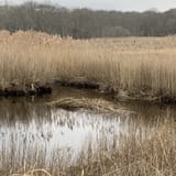 Barn Island Wildlife Management Area Trail, Connecticut - 715 Reviews ...