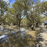 Waitangi to Haruru Falls Walk, Northland, New Zealand - 286 Reviews ...