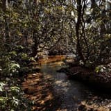 Daniel Ridge Loop, North Carolina - 1,878 Reviews, Map | AllTrails