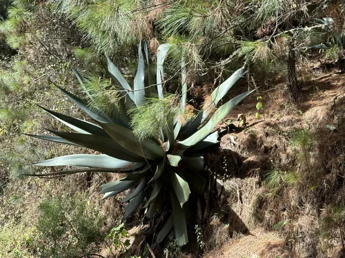 Best Hikes and Trails in Benito Juárez National Park | AllTrails