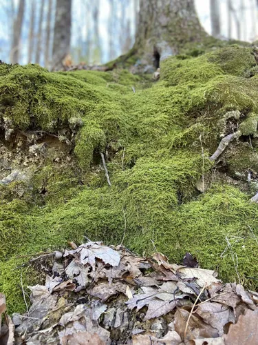 Best Hikes and Trails in Lone Mountain State Forest | AllTrails