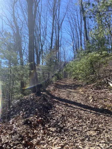 Best Hikes and Trails in Lone Mountain State Forest | AllTrails