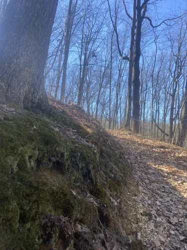 Best Hikes and Trails in Lone Mountain State Forest | AllTrails