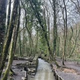 Tehidy Wood Circular, Cornwall, England - 87 Reviews, Map | AllTrails