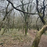 Tehidy Wood Circular, Cornwall, England - 87 Reviews, Map | AllTrails