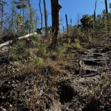 Torreya Trail, Florida - 438 Reviews, Map | AllTrails