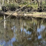 Econlockhatchee River Trail, Florida - 445 Reviews, Map | AllTrails