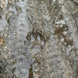 Sac River Trail, Missouri - 538 Reviews, Map | AllTrails