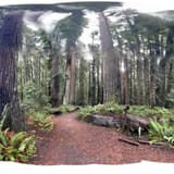 Stout Memorial Grove Trail, California - 2,408 Reviews, Map | AllTrails