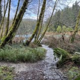 Stout Memorial Grove Trail, California - 2,400 Reviews, Map | AllTrails