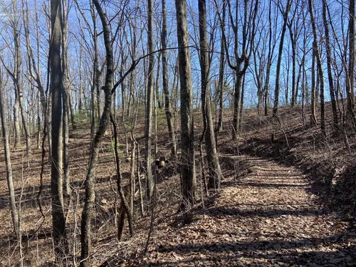 Best Hikes and Trails in Lone Mountain State Forest | AllTrails