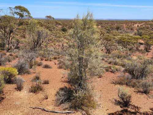 Best Hikes and Trails in Karlkurla Bushland Park | AllTrails
