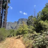 Newlands Forest - Fernwood Track Loop, Western Cape, South Africa - 114 ...