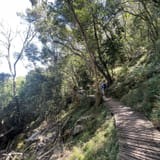 Newlands Forest - Fernwood Track Loop, Western Cape, South Africa - 114 ...