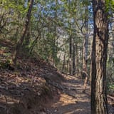 Fall Branch Falls Trail, Georgia - 1,128 Reviews, Map | AllTrails