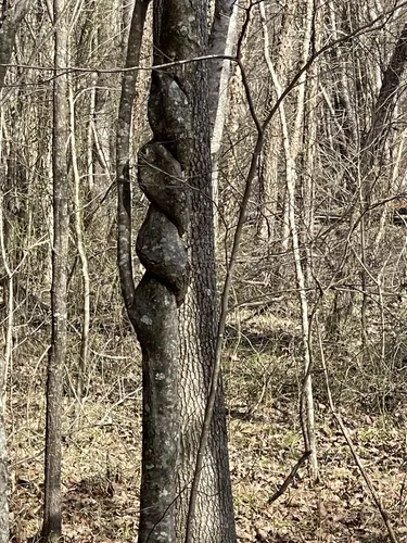 Best Forest Trails in Creedmoor | AllTrails