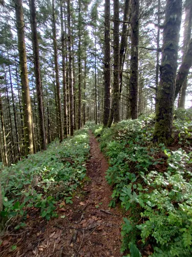 Best Hikes and Trails in Cape Sebastian State Scenic Corridor | AllTrails