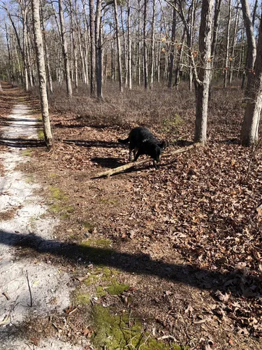 Best Hikes and Trails in Belleplain State Forest | AllTrails