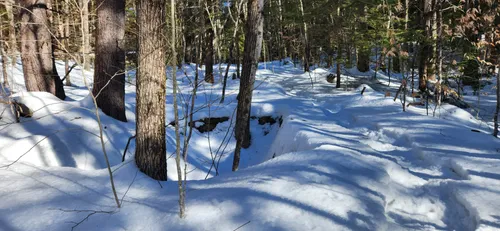 Best Hikes and Trails in Homestead Forest | AllTrails