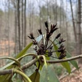 Fonta Flora Trail Loop, North Carolina - 1,662 Reviews, Map | AllTrails