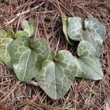 Fonta Flora Trail Loop, North Carolina - 1,662 Reviews, Map | AllTrails