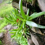 Albany Bulb, California - 342 Reviews, Map | AllTrails