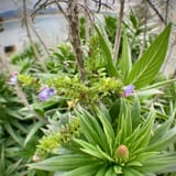 Albany Bulb, California - 342 Reviews, Map | AllTrails