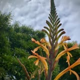 Albany Bulb, California - 342 Reviews, Map | AllTrails