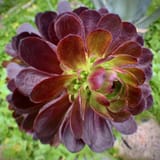 Albany Bulb, California - 357 Reviews, Map | AllTrails