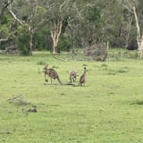 Koala Track, Queensland, Australia - 183 Reviews, Map | AllTrails