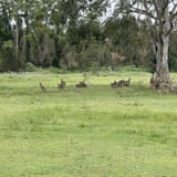 Koala Track, Queensland, Australia - 183 Reviews, Map | AllTrails