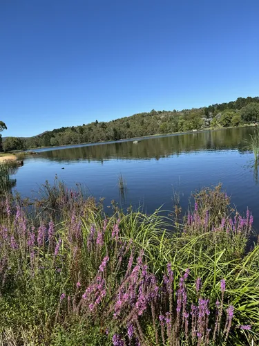 Best Hikes and Trails in Lake Canobolas Reserve | AllTrails