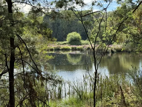 Best Hikes and Trails in Lake Canobolas Reserve | AllTrails