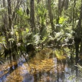 Big Cypress Deep Lake Trail, Florida - 50 Reviews, Map | AllTrails
