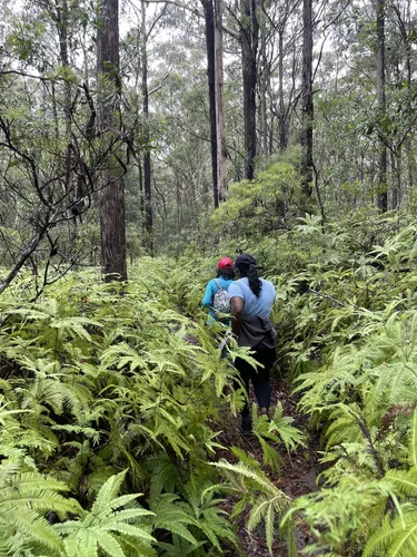 Best Trail Running Trails in Mount Mee | AllTrails