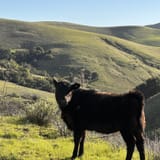 Poly Canyon Loop Trail, California - 515 Reviews, Map | AllTrails