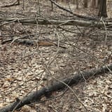 Morning Choice, Lewis and Clark, Ridge Trail, Hop Snake, and Rockburn ...