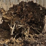 Morning Choice, Lewis and Clark, Ridge Trail, Hop Snake, and Rockburn ...