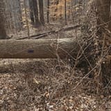 Morning Choice, Lewis and Clark, Ridge Trail, Hop Snake, and Rockburn ...