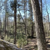 Pine Swamp Loop, New York - 1,220 Reviews, Map | AllTrails