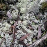 Overland Track: Kia Ora to Windy Ridge (Bert Nichols Hut), Tasmania ...