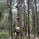 Overland Track: Kia Ora to Windy Ridge (Bert Nichols Hut), Tasmania ...