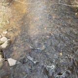 Colyer Lake Loop, Pennsylvania - 761 Reviews, Map | AllTrails