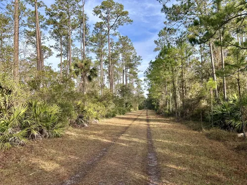 Best Hikes and Trails in Nocatee Preserve | AllTrails