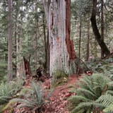 Poo Poo Point Trail, Washington - 6,006 Reviews, Map | AllTrails