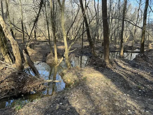 Best Hikes and Trails in Carl Alwin Schenck Memorial Forest | AllTrails