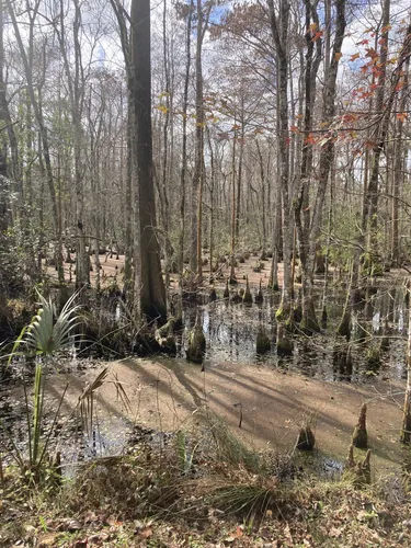 Best Hikes and Trails in Nocatee Preserve | AllTrails