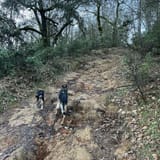 Olmstead Loop and Wendell Robie Trail, California - 2,926 Reviews, Map ...