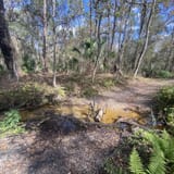 Boggy Creek Trail and Balm-Boyette Scrub Trail, Florida - 396 Reviews ...